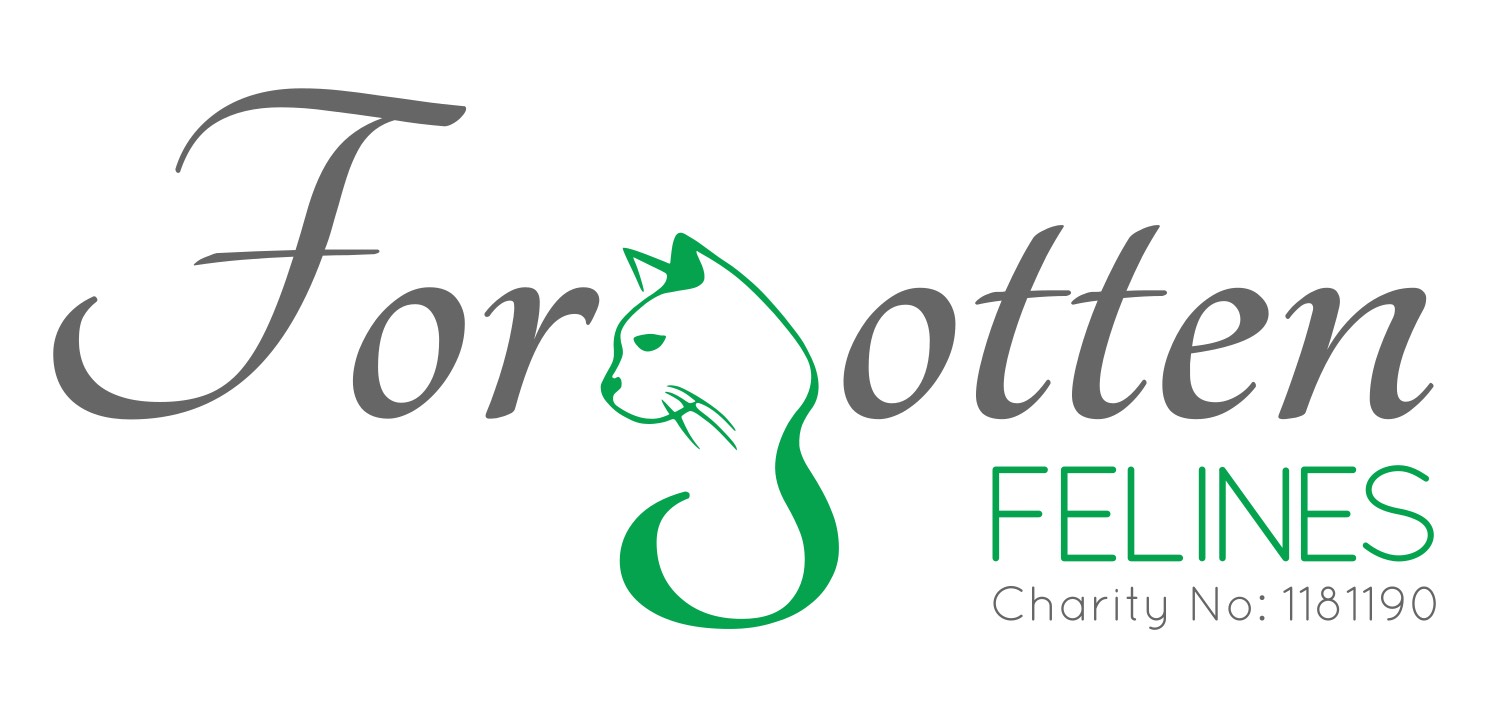 Forgotten Felines - Turning Hisses into Kisses