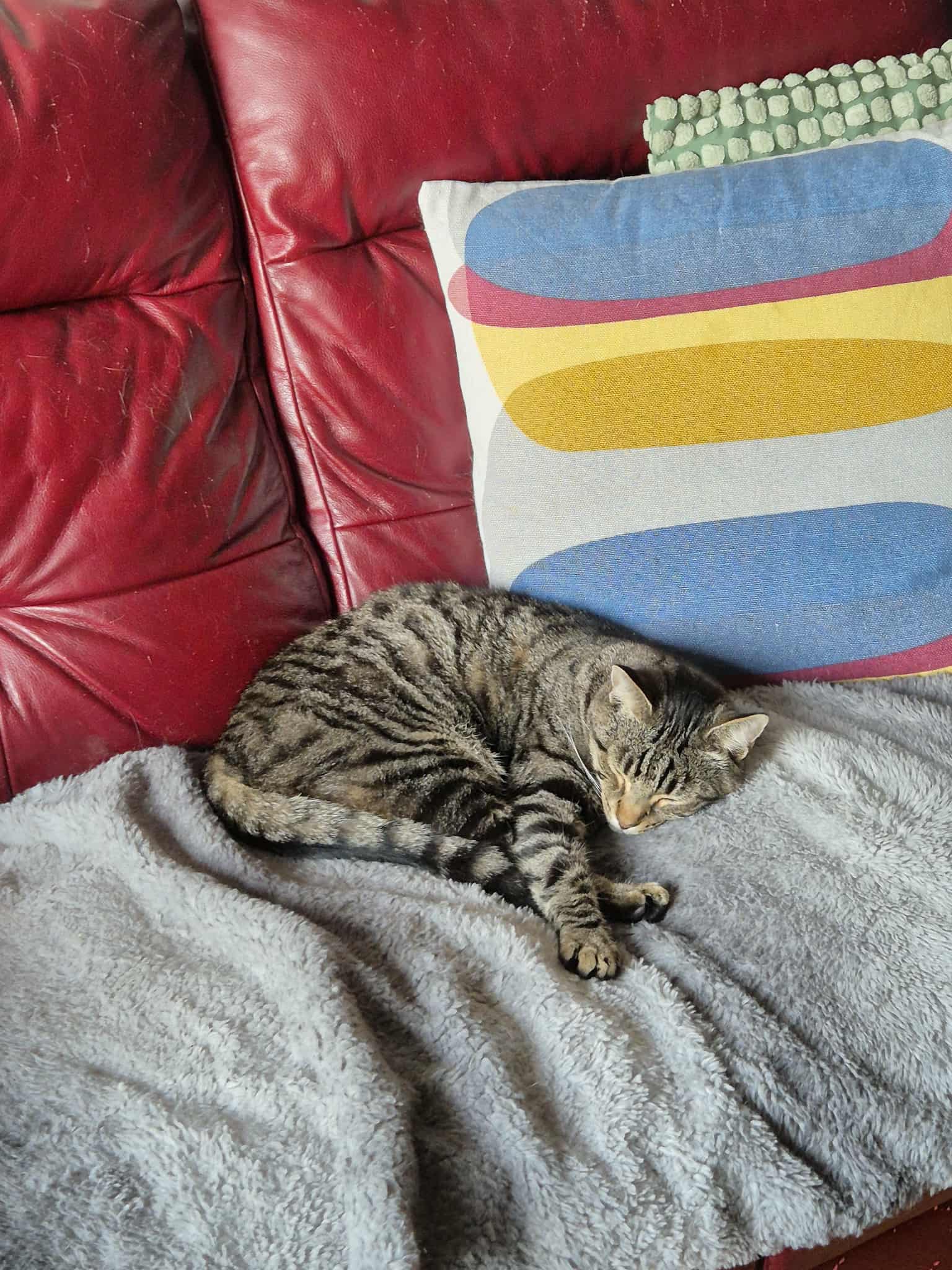 Forgotten Felines - Turning Hisses into Kisses