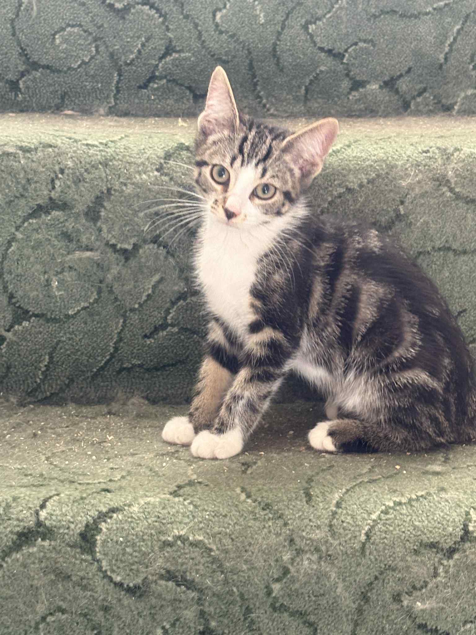 Forgotten Felines - Turning Hisses into Kisses