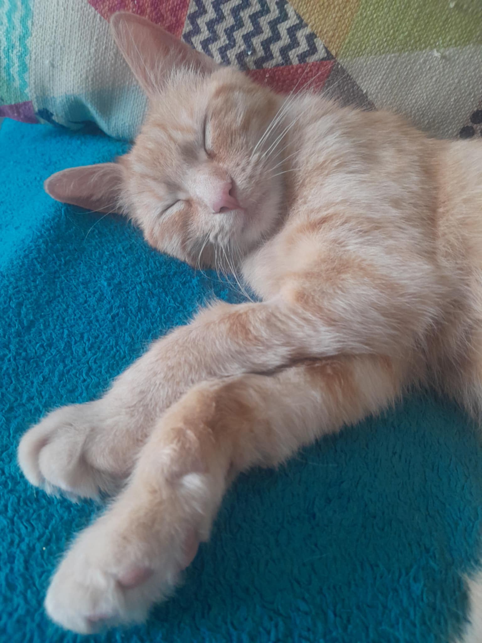 Forgotten Felines - Turning Hisses into Kisses