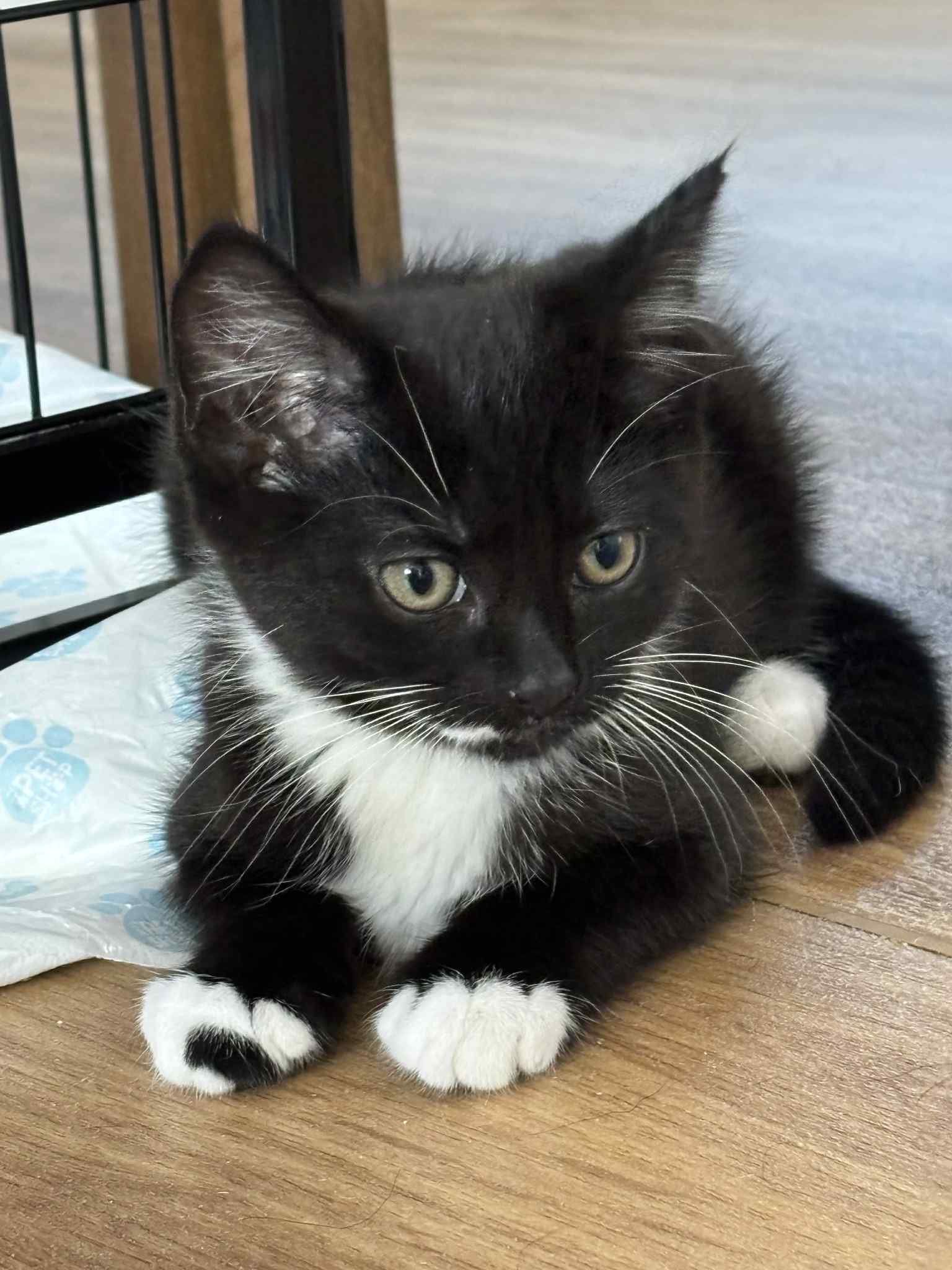 Forgotten Felines - Turning Hisses into Kisses