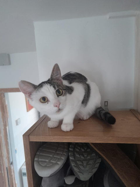 Forgotten Felines - Turning Hisses into Kisses