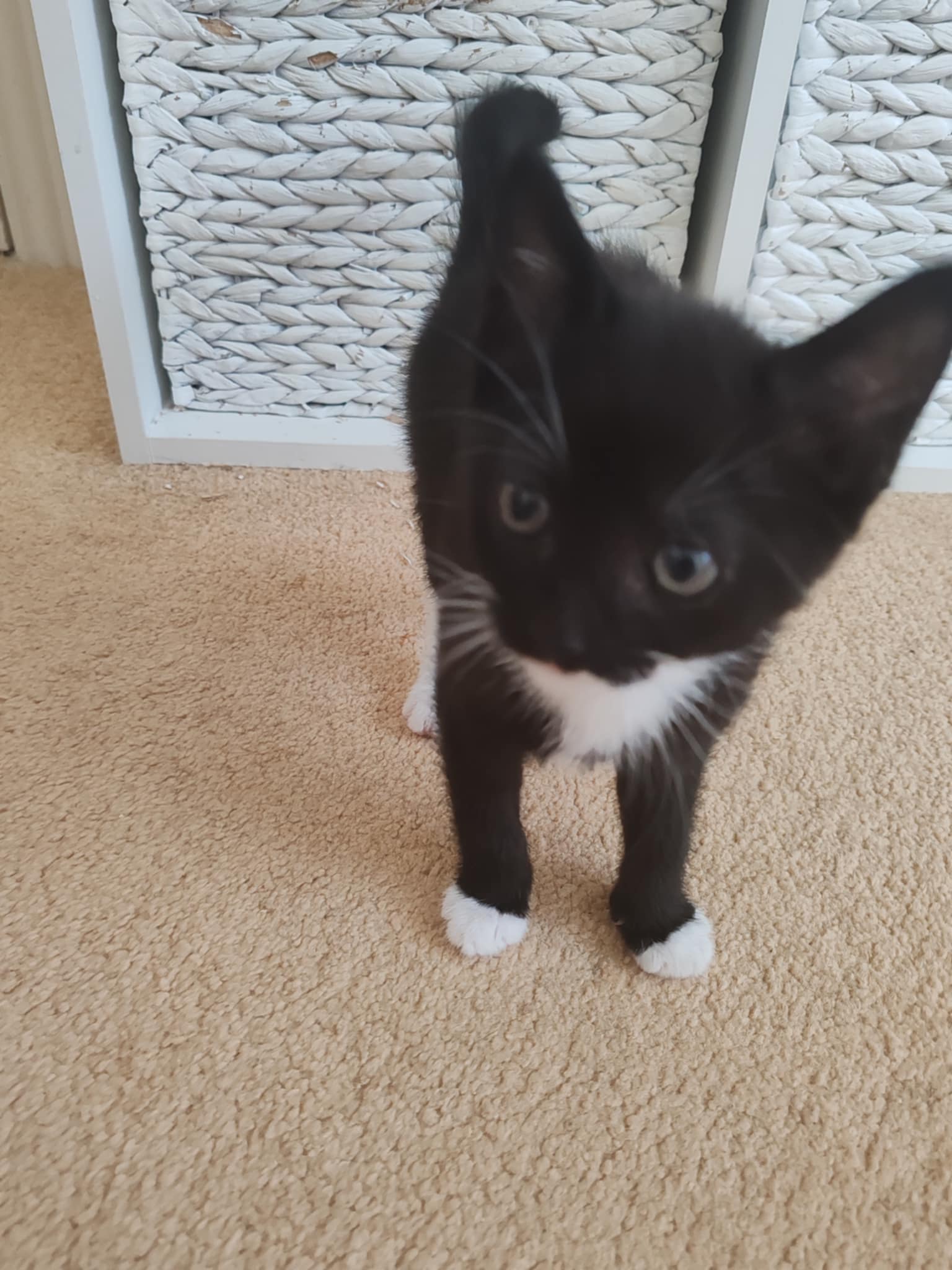 Forgotten Felines - Turning Hisses into Kisses